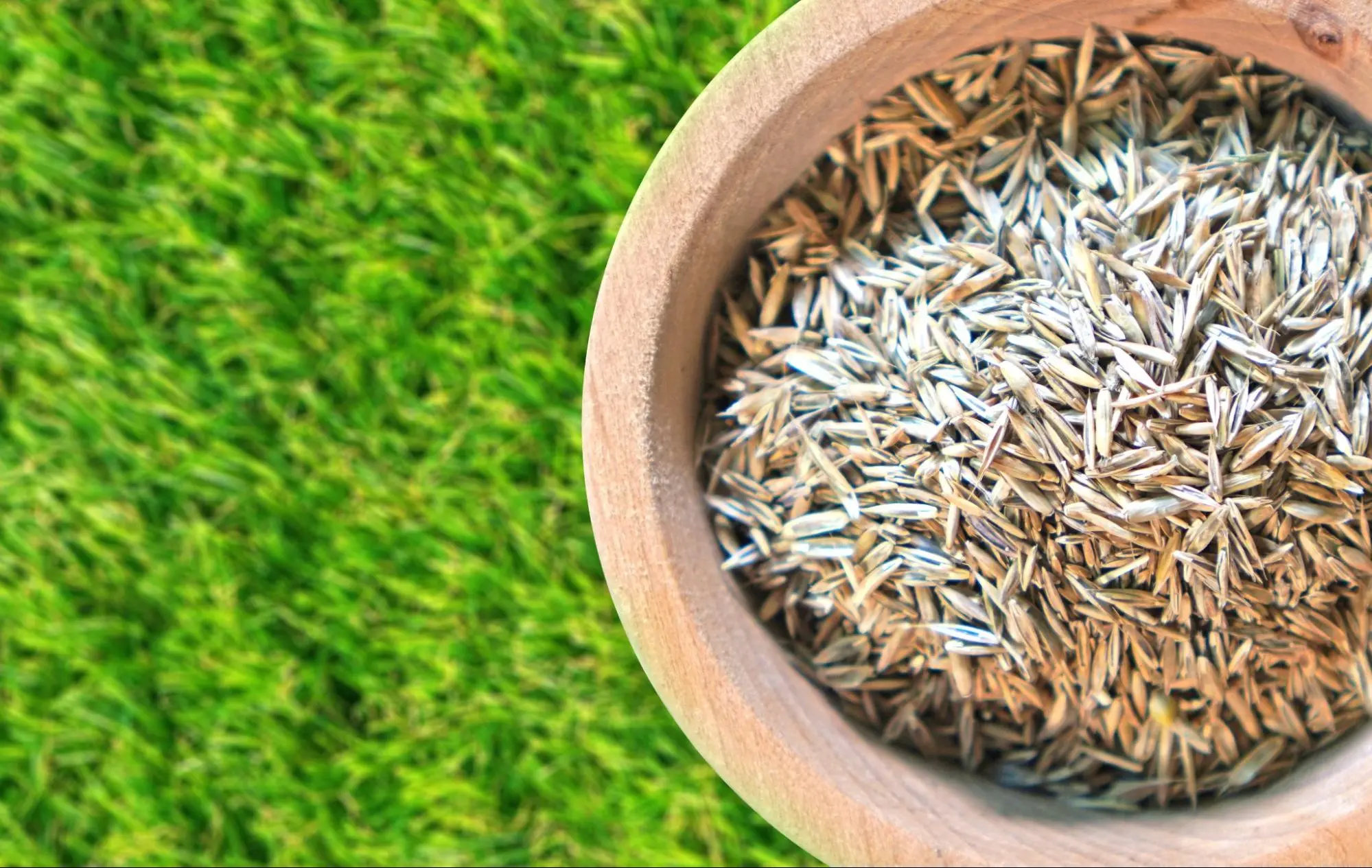 Core Aeration and Lawn Overseeding | Go Green Landscape Supply